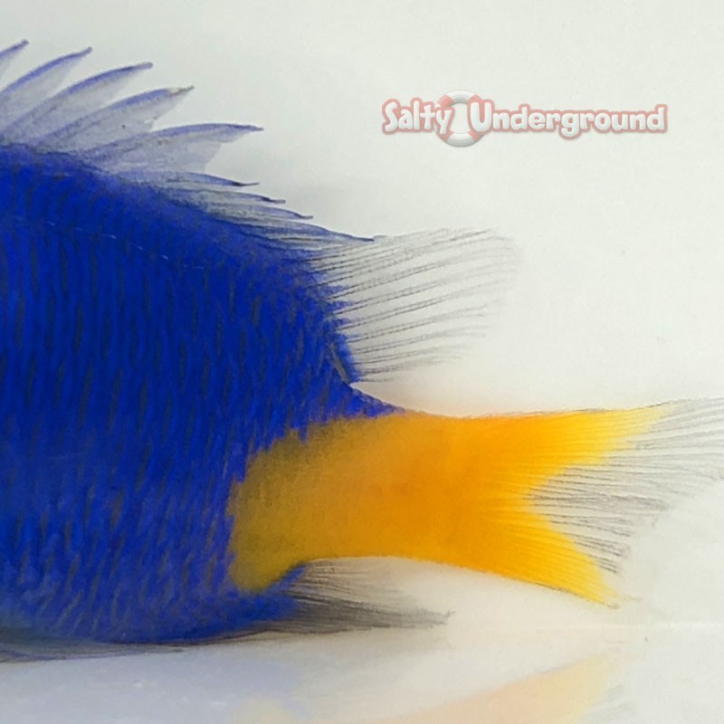 Yellowtail Blue Damselfish