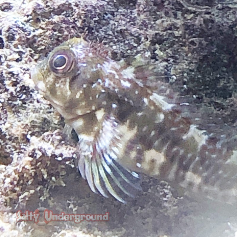 Blenny Fish | Algae-Eating Reef-Safe Aquarium Fish