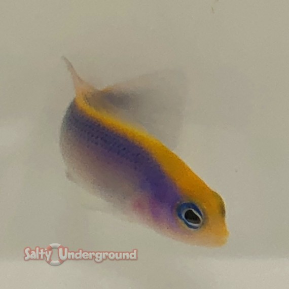 Salty Underground: Neon Pseudochromis Dottyback (Pseudochromis ...