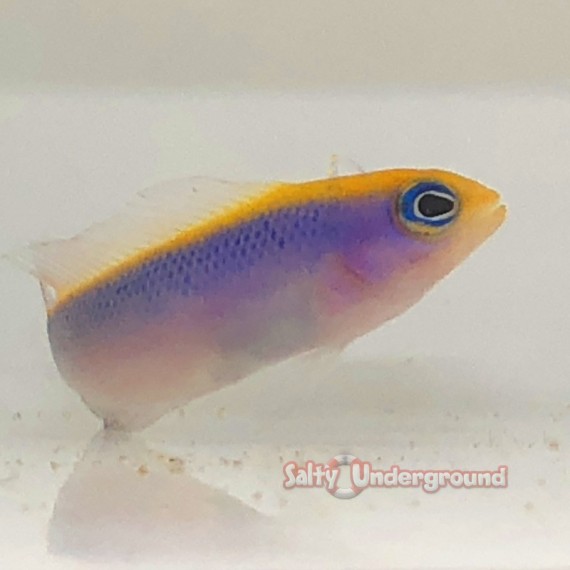 Salty Underground: Neon Pseudochromis Dottyback (Pseudochromis aldabraensis)