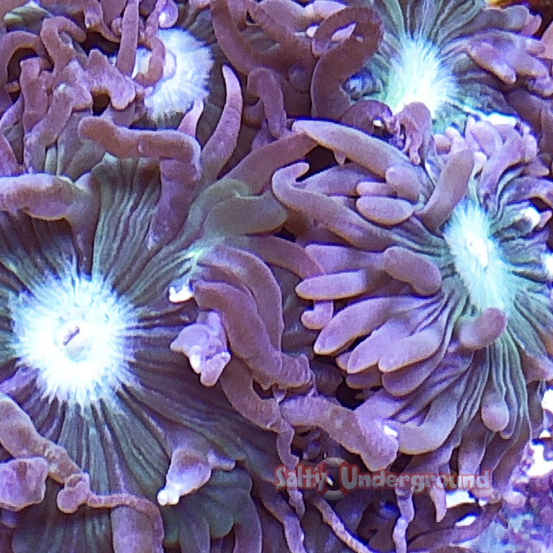 LPS Corals | Vibrant Large Polyp Stony Corals Online