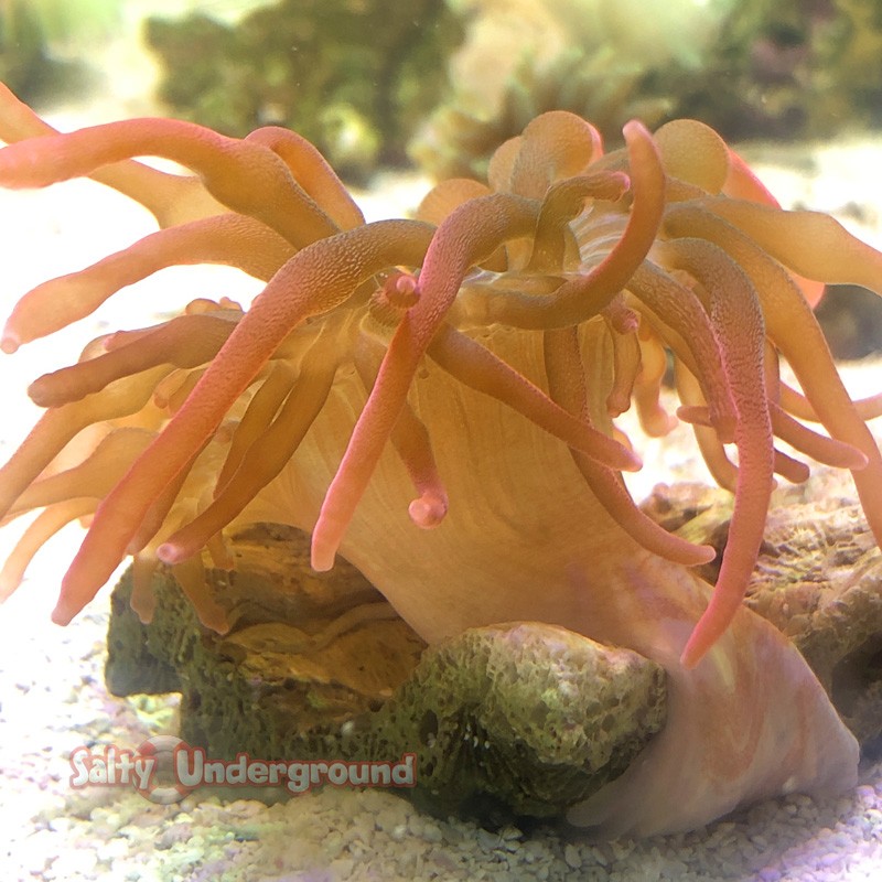 Salty Underground: Rose Bubble Tip Anemone - Small
