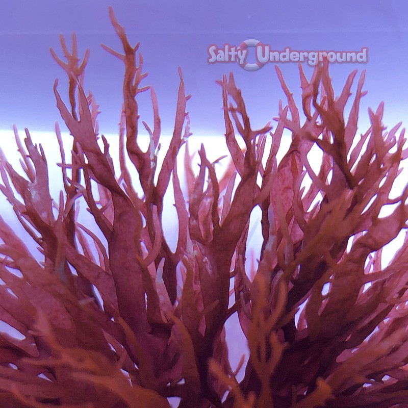 Salty Underground: Red Dragon's Breath Algae (Halymenia durvillei)