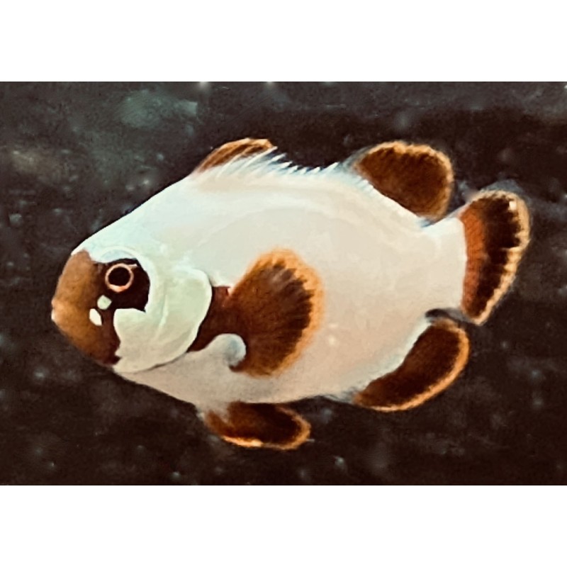 Salty Underground: Maroon Gold Nugget Clownfish (Premnas biaculeatus)