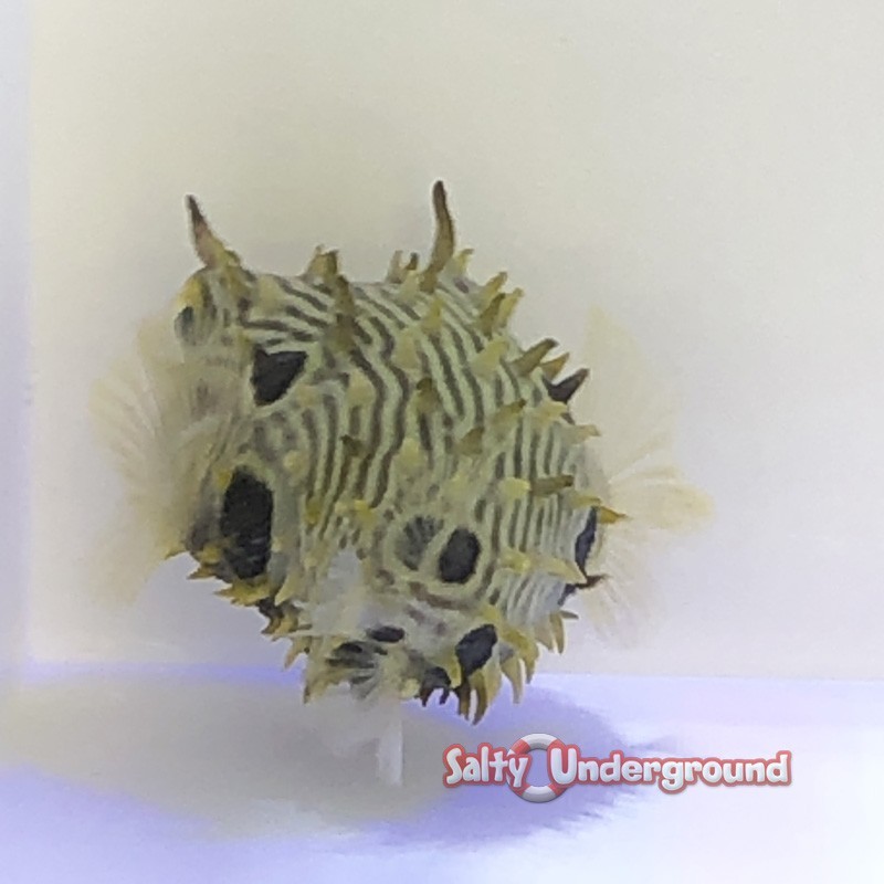 Salty Underground:Striped Burrfish (Chilomycterus schoepf) Spiny Box Puffer