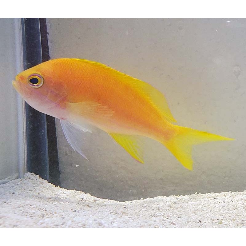 Salty Underground: Squareback Anthias Female (Pseudanthias pleurotaenia)