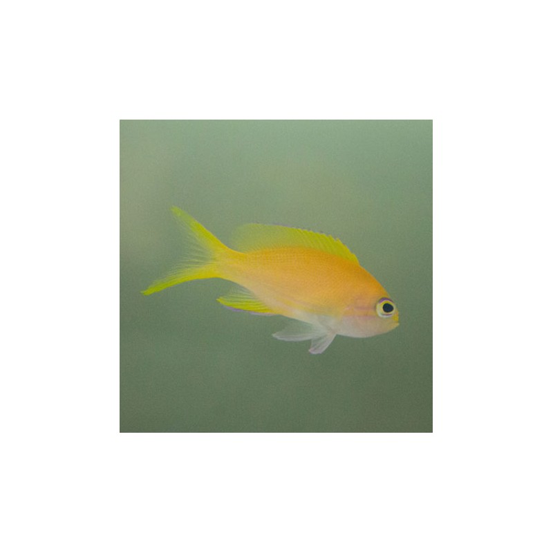 Salty Underground: Squareback Anthias Female (Pseudanthias pleurotaenia)