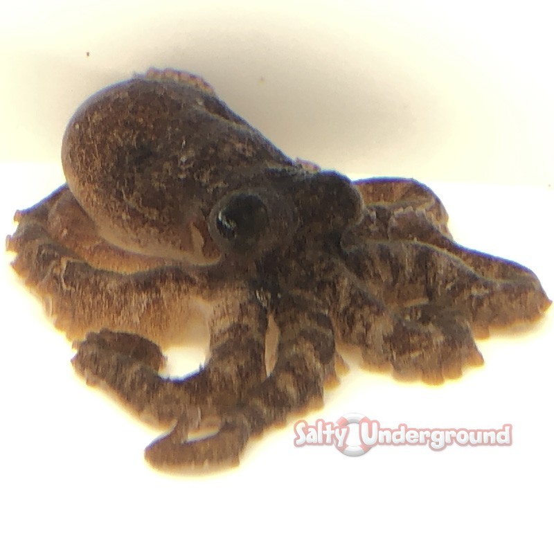 Salty Underground: Octopus Brown Pacific (Octopus sp.)