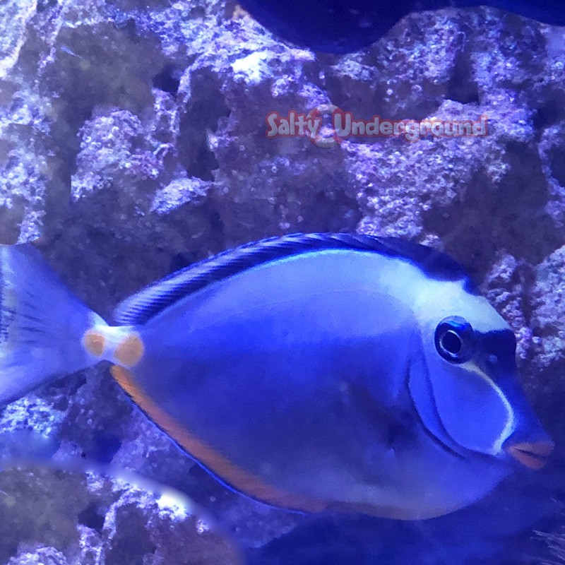 Salty Underground: Orange Spine Naso Tang (Naso lituratus) 4-6 inches