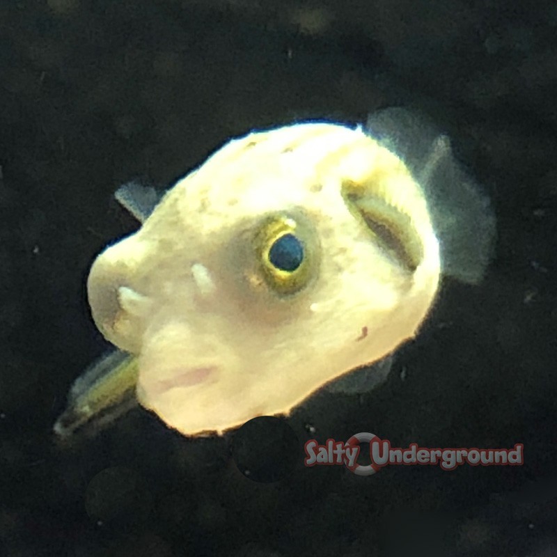 Salty Underground: Striped Dogface Puffer (Arothron manilensis)