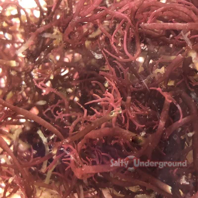 Salty Underground: Red Ogo Algae (Gracilaria pacifica) Cultured