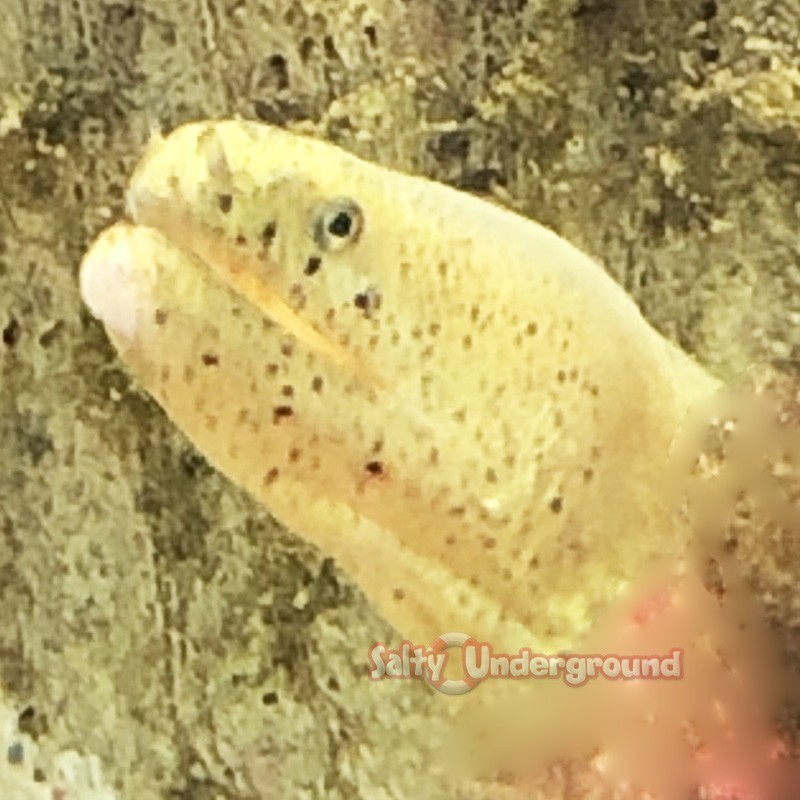 Salty Underground: Ghost Ribbon Eel