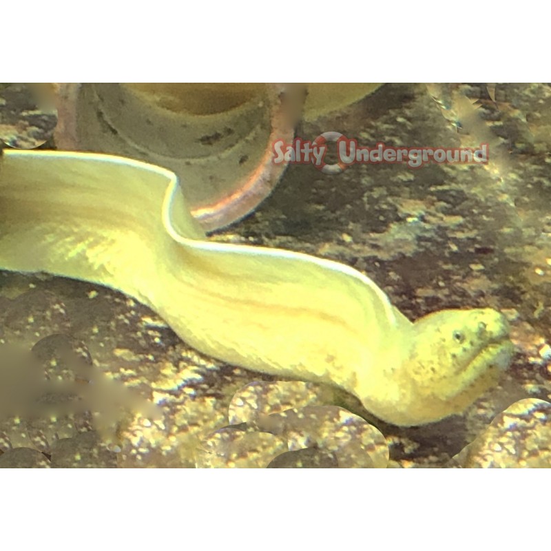 Salty Underground: Ghost Ribbon Eel