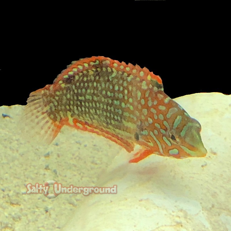Red Leopard Wrasse