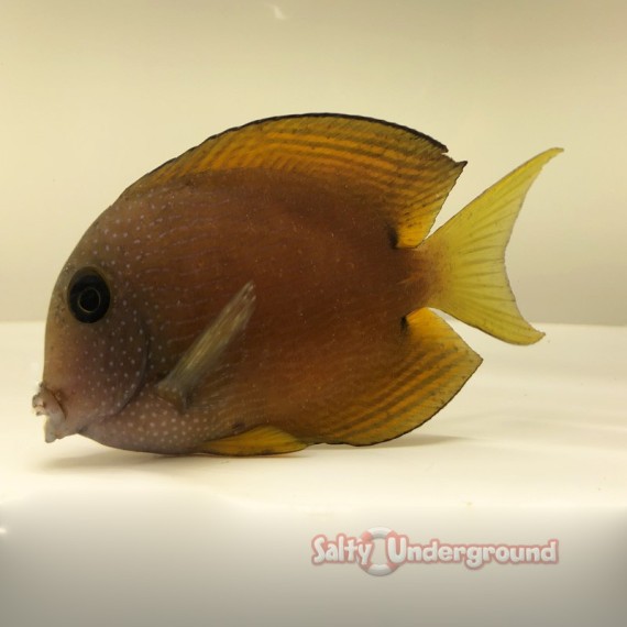 Salty Underground: Blue Eyed Kole Tang (Ctenochaetus binotatus)