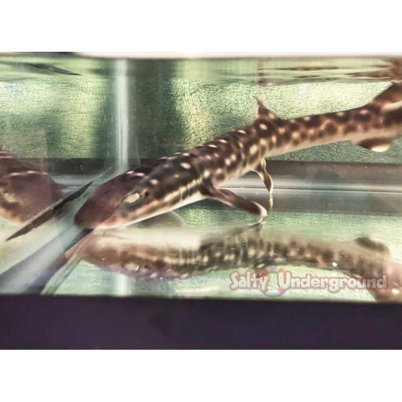 Salty Underground: Marble Cat Shark (Atelomycterus macleayi)