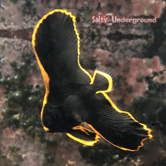Salty Underground: Pinnatus Batfish