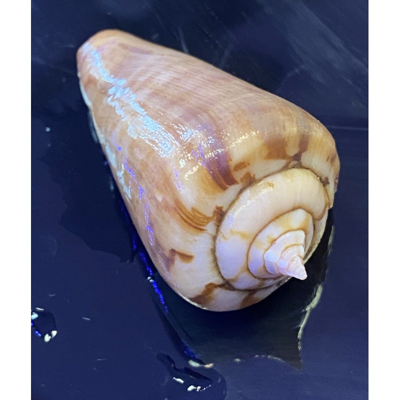 Gsp5 construct strombus - tradinggerty