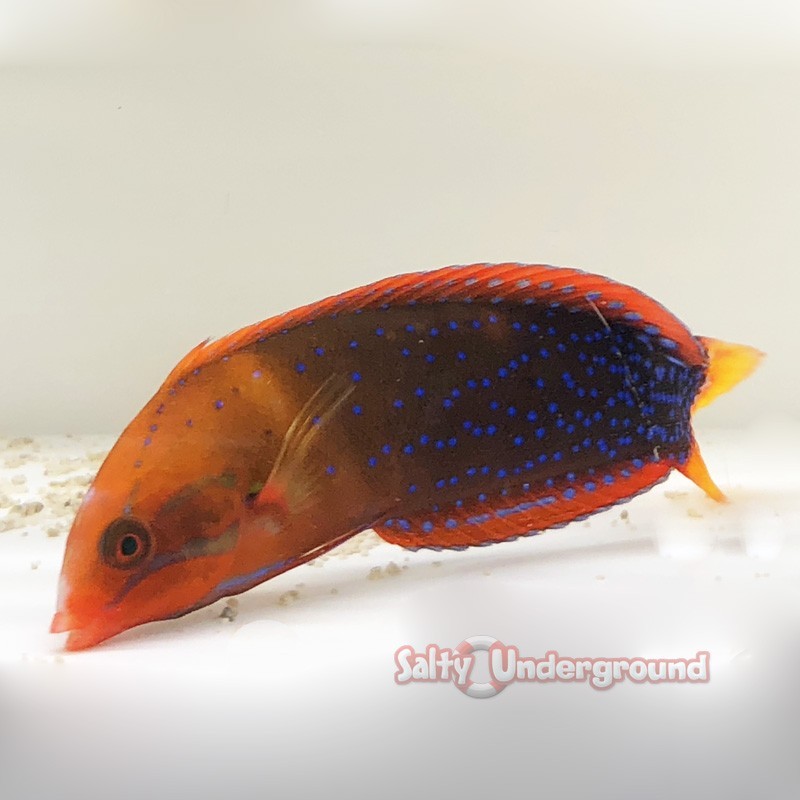 Salty Underground: Red Coris Wrasse (Adult)