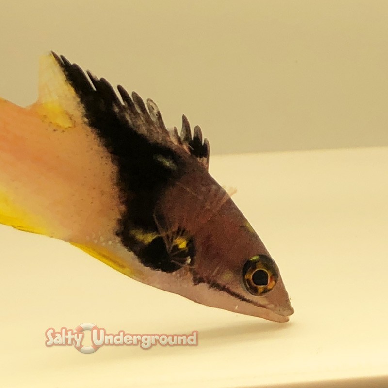Salty Underground: Eclipse Hogfish Juvenile (Bodianus mesothorax)