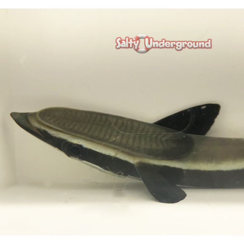 Remora – Unique Cleaner Fish for Saltwater Tanks