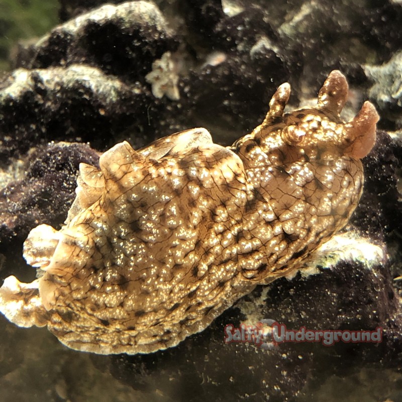 Sea Slugs | Helpful Marine Invertebrates for Aquariums