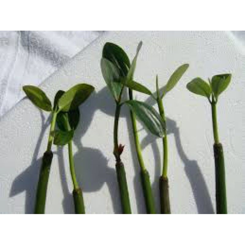Salty Underground: Mangrove Tree pod