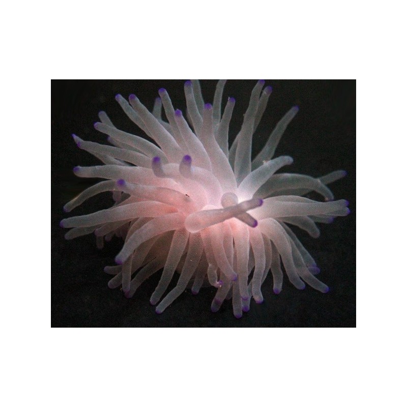 Salty Underground: Pink Tip Anemone (Condylactis gigantea)