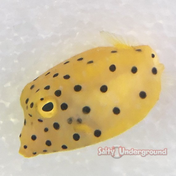 Salty Underground: Yellow Cubicus Boxfish (Ostracion cubicus)