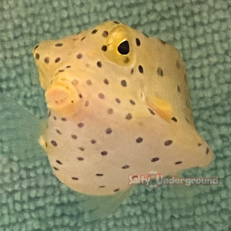 Salty Underground: Yellow Cubicus Boxfish (Ostracion cubicus)