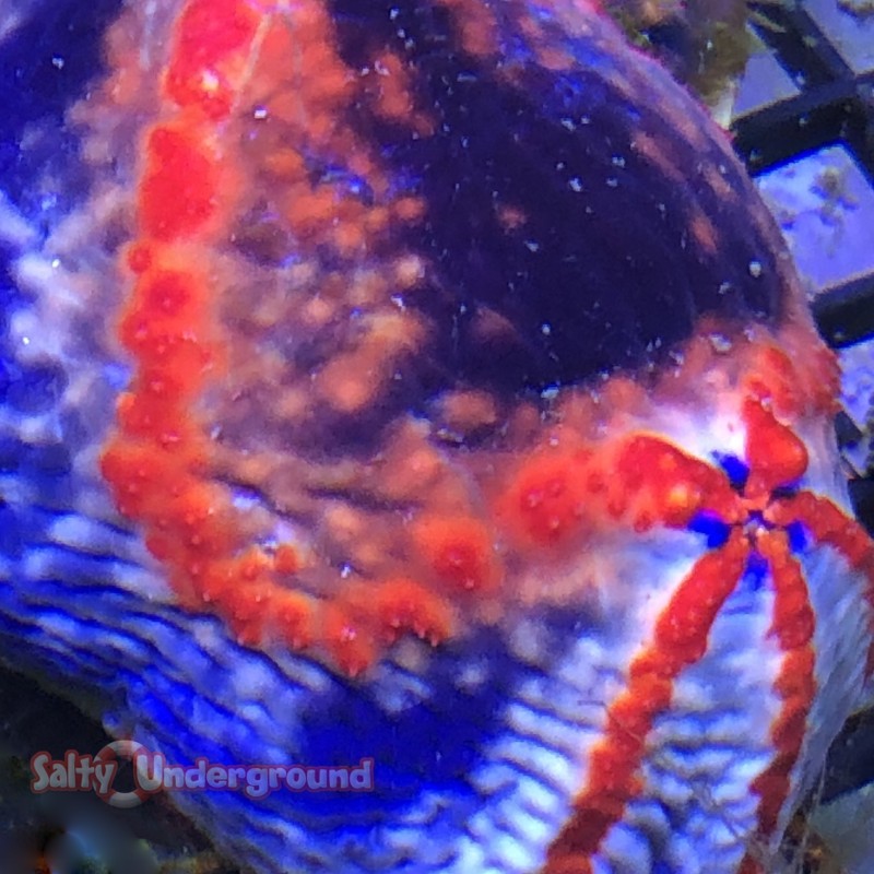 Salty Underground: Sea Apple-Australia (Coral Sea)