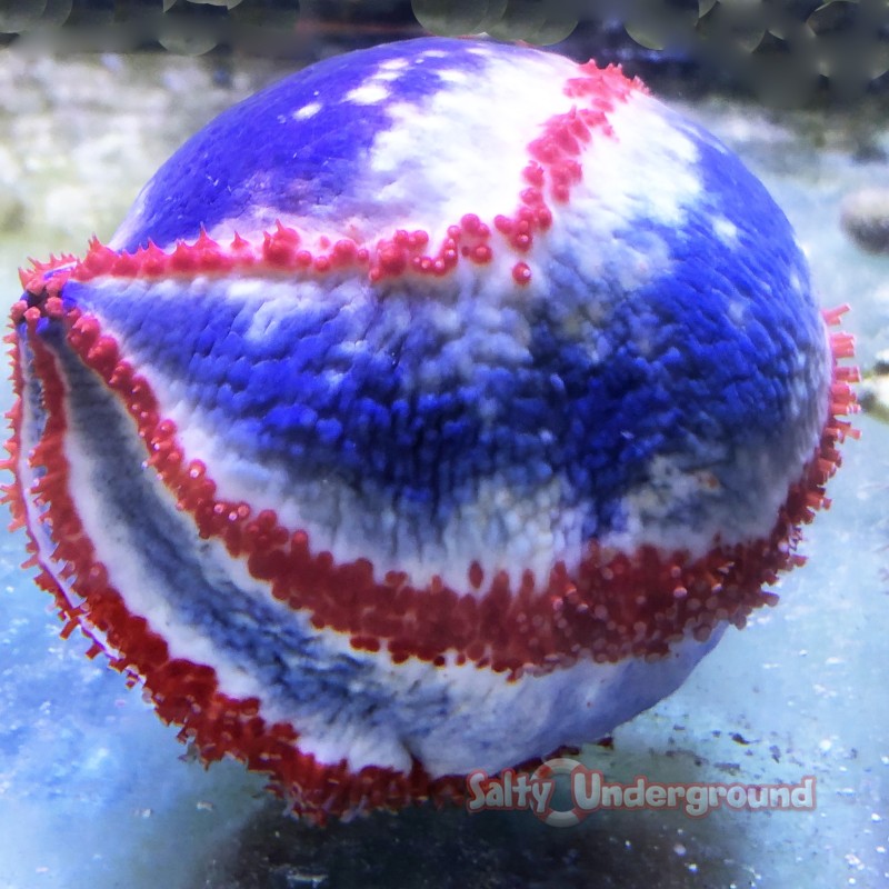 Salty Underground: Sea Apple-Australia (Coral Sea)