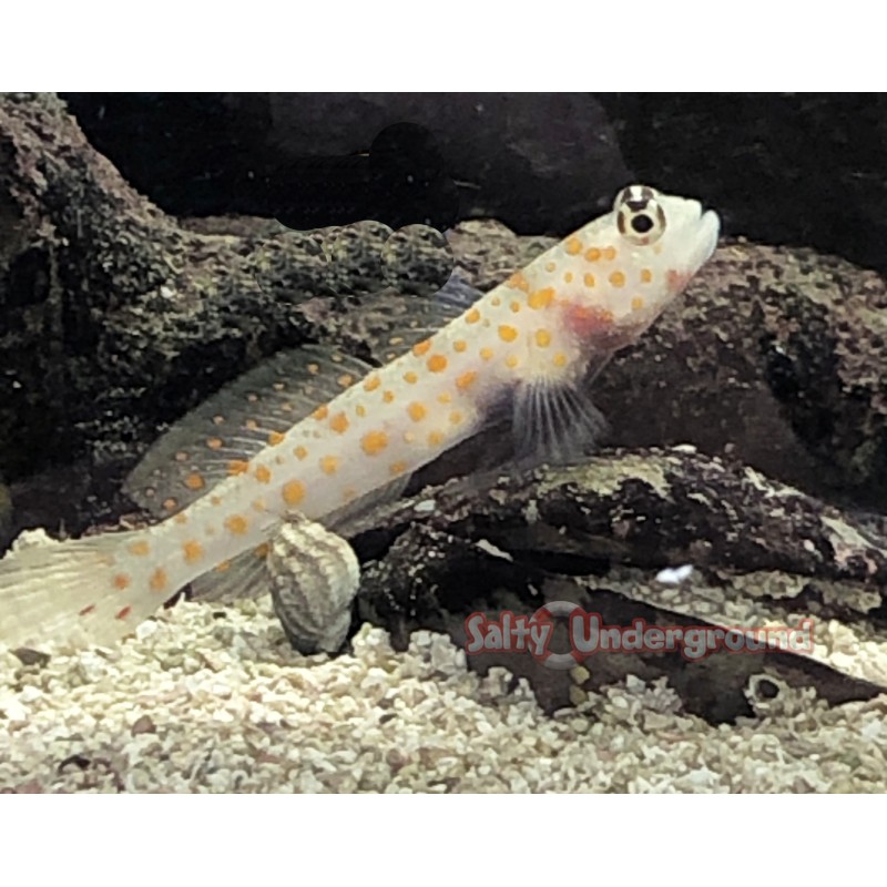 Salty Underground: Orange Spotted Prawn Goby (Amblyeleotris St)