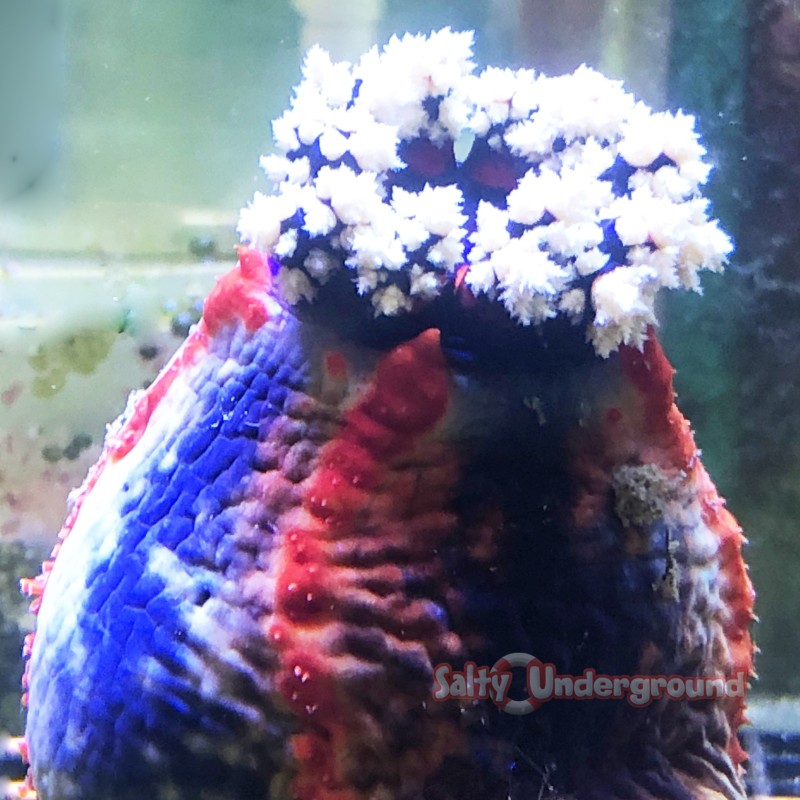 Salty Underground: Sea Apple-Australia (Coral Sea)