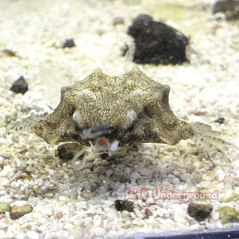 Salty Underground: Dragon Sea Moth ( Eurypegasus papilio)