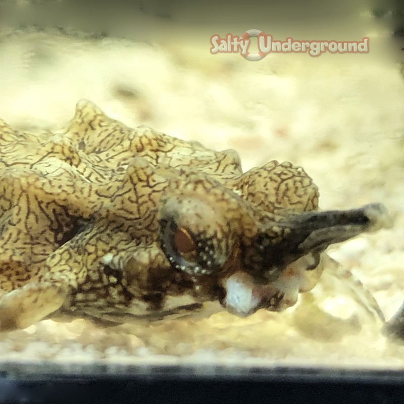 Salty Underground: Dragon Sea Moth ( Eurypegasus papilio)