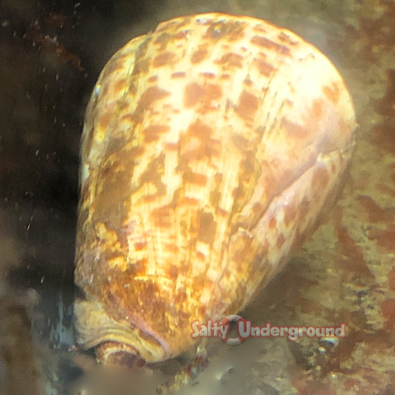 Salty Underground: Alphabet Cone Snail