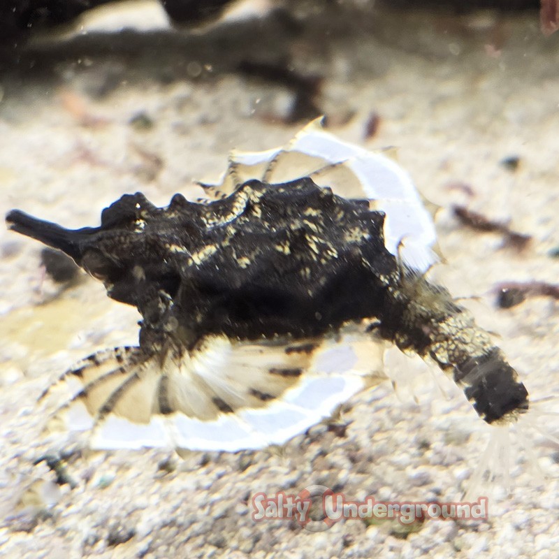 Salty Underground: Dragon Sea Moth ( Eurypegasus papilio)