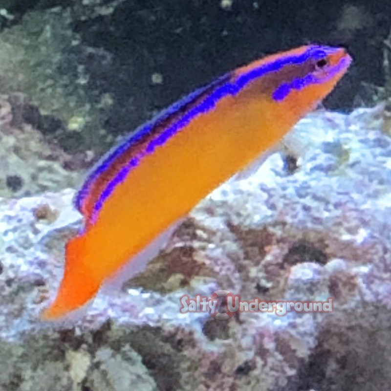 Salty Underground: Neon Pseudochromis Dottyback (Pseudochromis ...