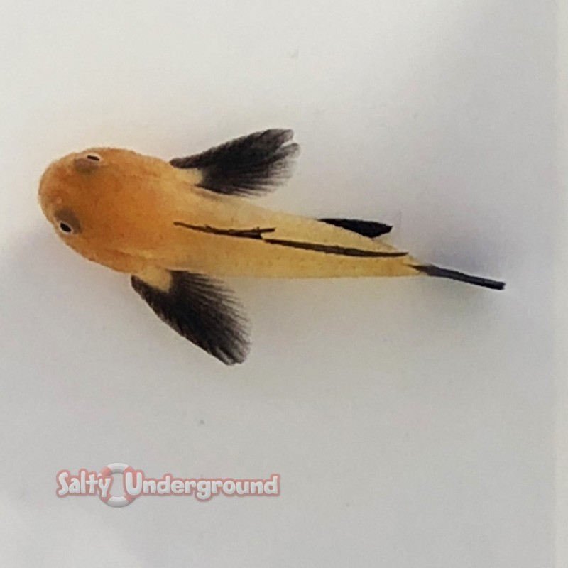 Salty Underground: Panda Goby (Paragobius lacunicolus)