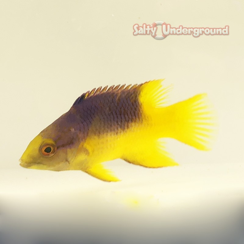 Salty Underground: Spanish Hogfish (Bodianus rufus)