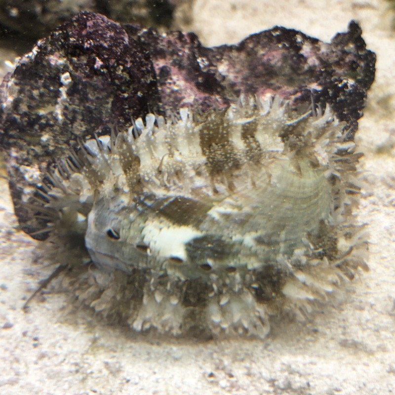Salty Underground: Abalone Snail