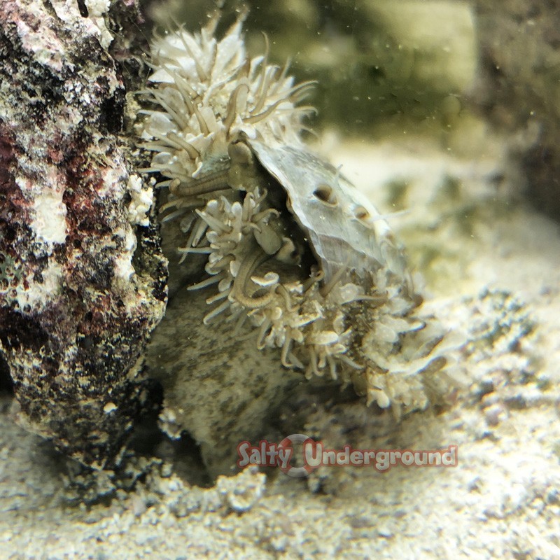 Salty Underground: Abalone Snail