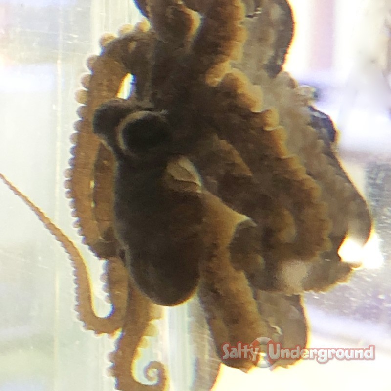 Salty Underground: Atlantic Long Arm Octopus