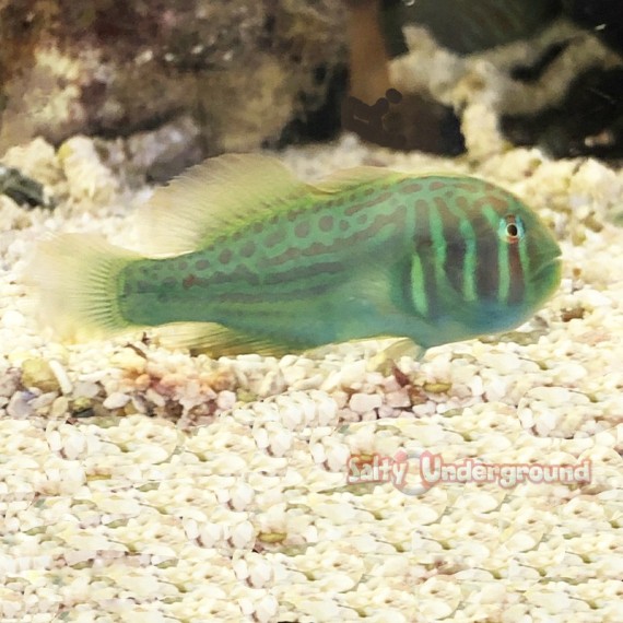 Salty Underground: Green Clown Goby (Gobiodon histrio)