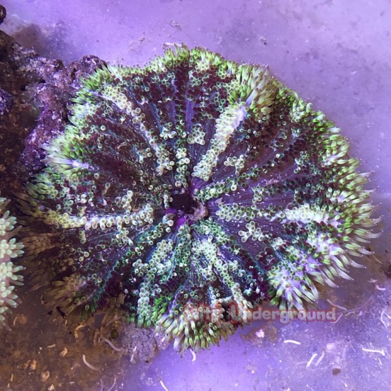 Salty Underground: Green Mini Max Carpet Anemone- Epicystis Crucifer
