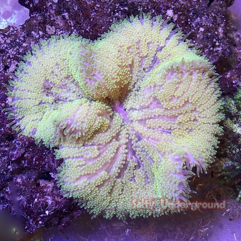 Salty Underground: Green Mini Max Carpet Anemone- Epicystis Crucifer