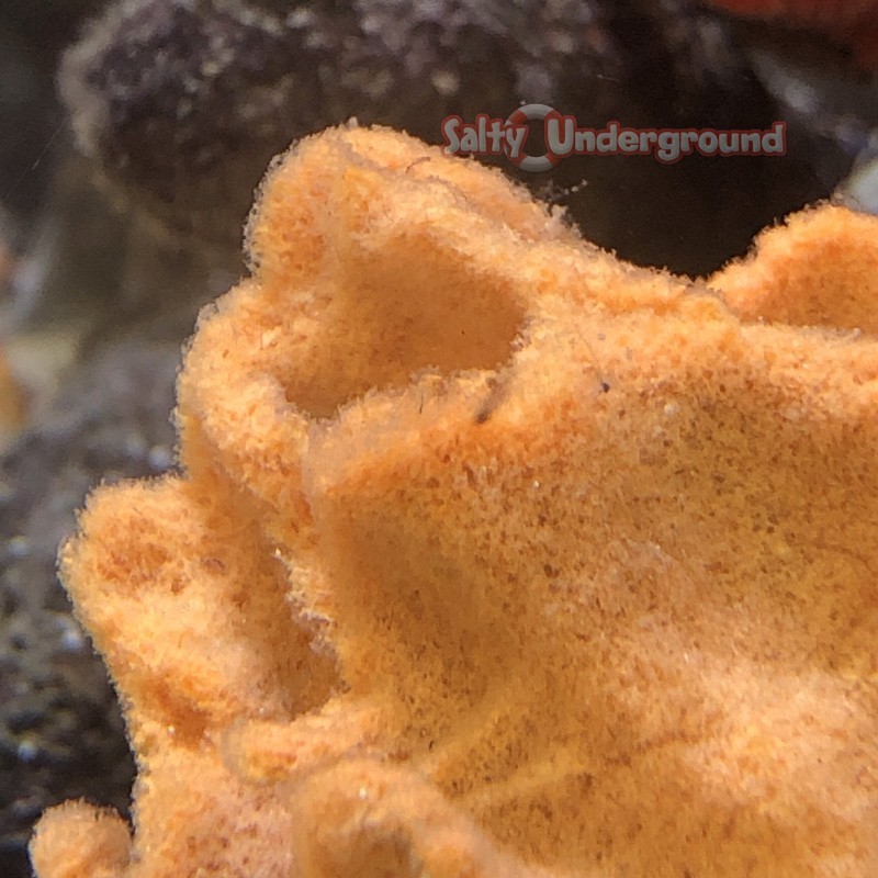 Salty Underground: Orange Lettuce Sponge (Spongia ortus)