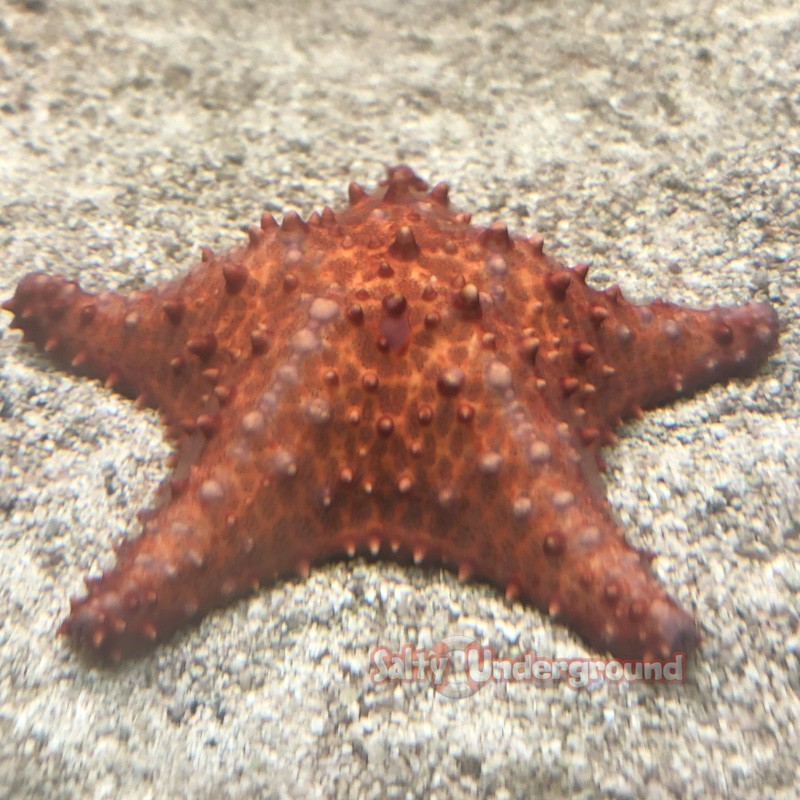 Salty Underground: Bahama Starfish (Oreaster reticulatus)