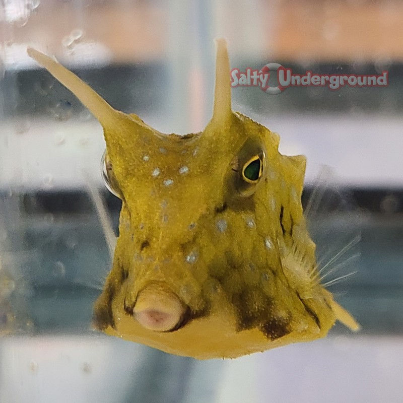 Salty Underground: Longhorn Cowfish (Lactoria cornuta)